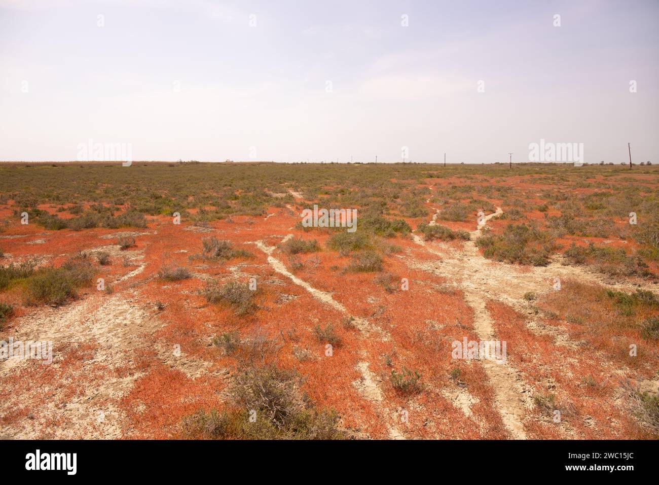 Red grass hi-res stock photography and images - Alamy