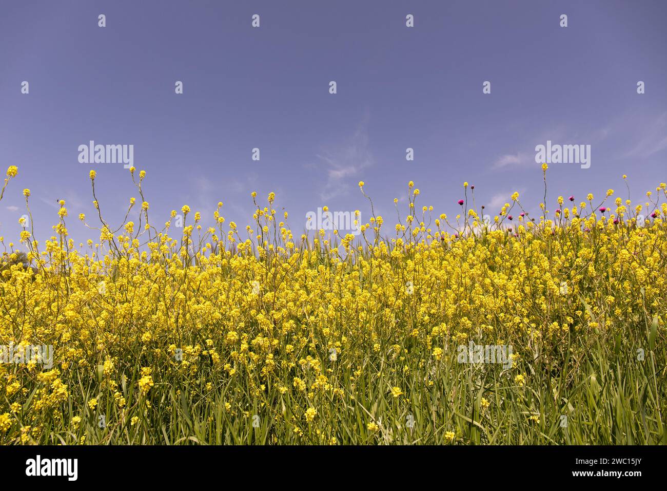 Large yellow field of blooming rapeseed. Azerbaijan Stock Photo - Alamy
