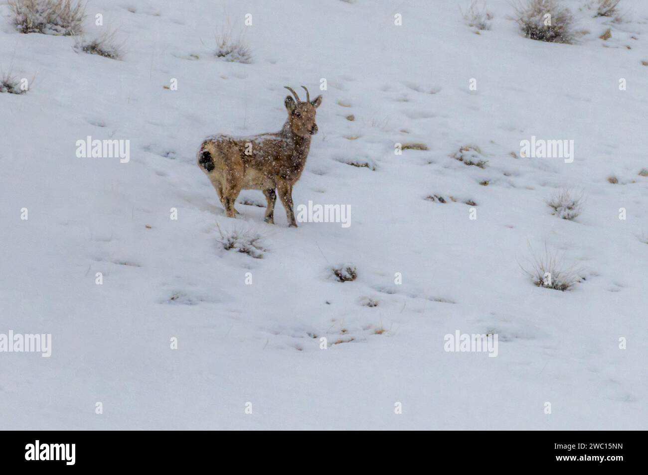 The Siberian ibex, also known using regionalized names including Altai ...