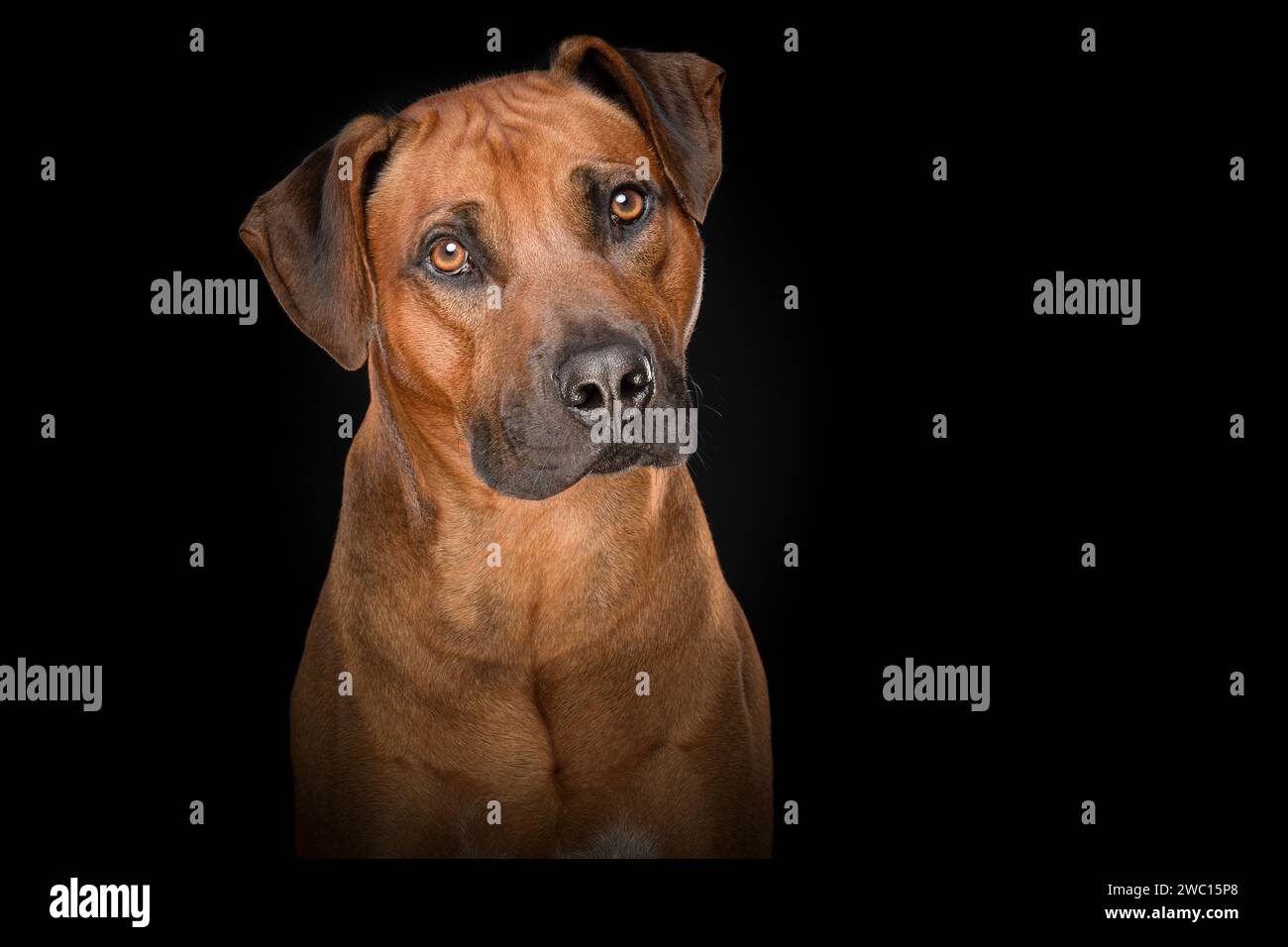 Portrait of a rhodesian ridgeback dog on a black background Stock Photo ...