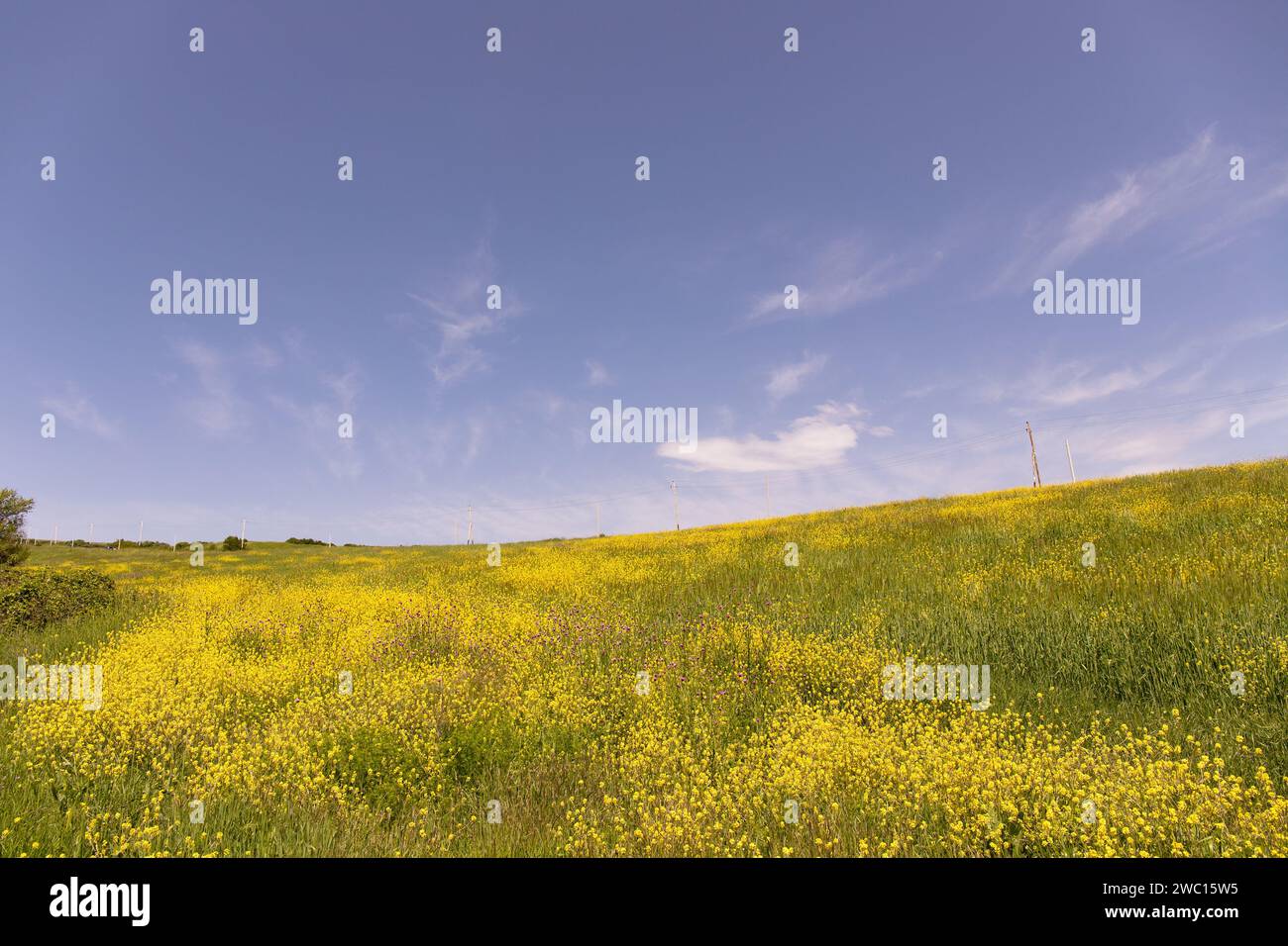 Large yellow field of blooming rapeseed. Azerbaijan Stock Photo - Alamy
