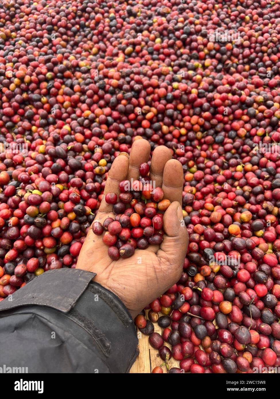 A hand holding and showing coffee cherries drying in the sun in a ...