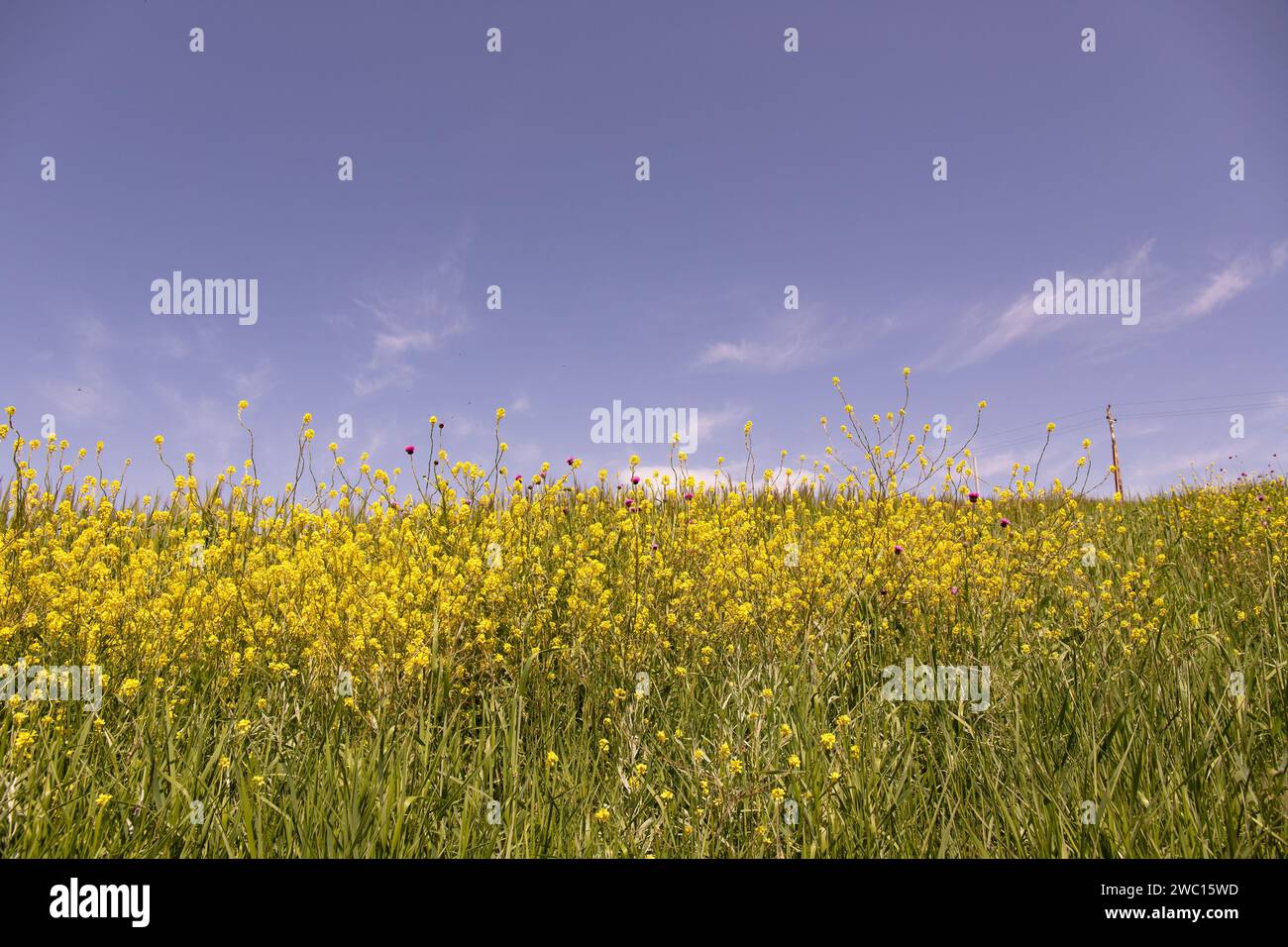 Large yellow field of blooming rapeseed. Azerbaijan Stock Photo - Alamy