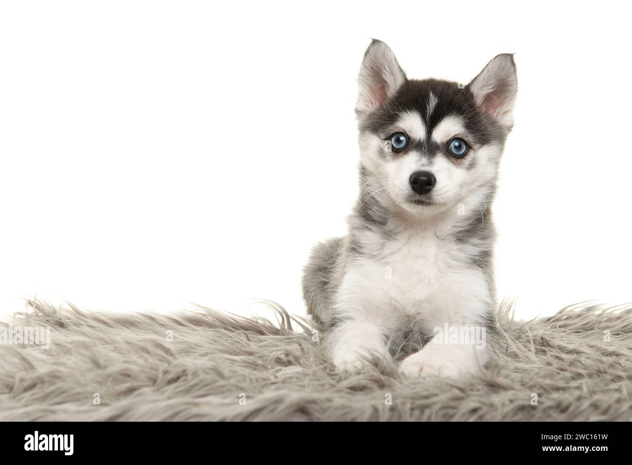 Cute pomsky puppy lying on a grey cushion looking at the camera with ...