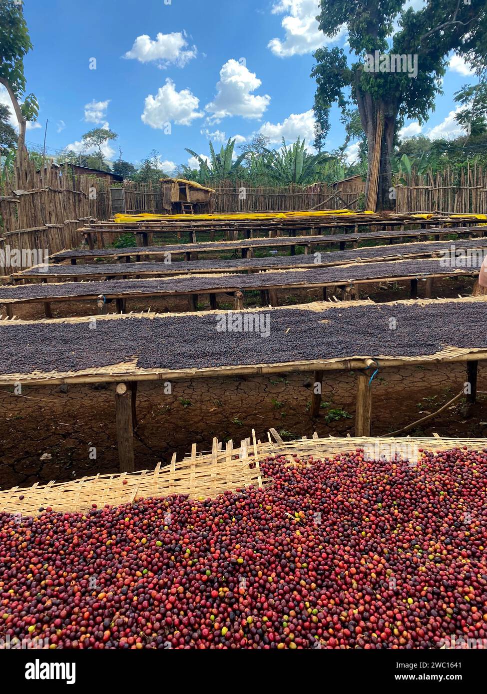 Ethiopian coffee cherries lying to dry in the sun in a drying station ...