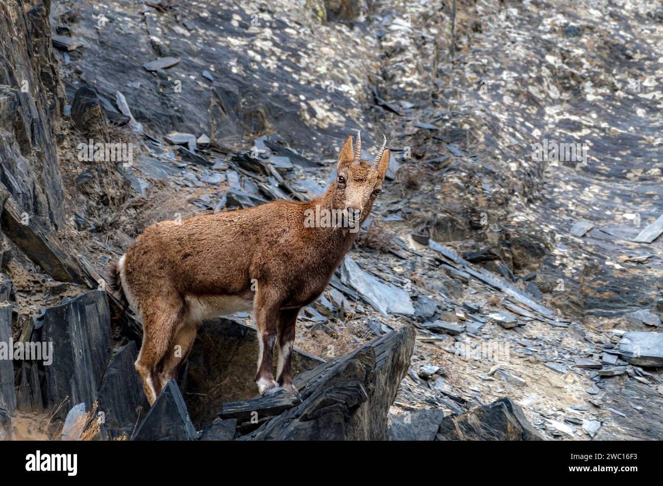 The Himalayan ibex (Capra ibex sibirica), a large and heavily built ...