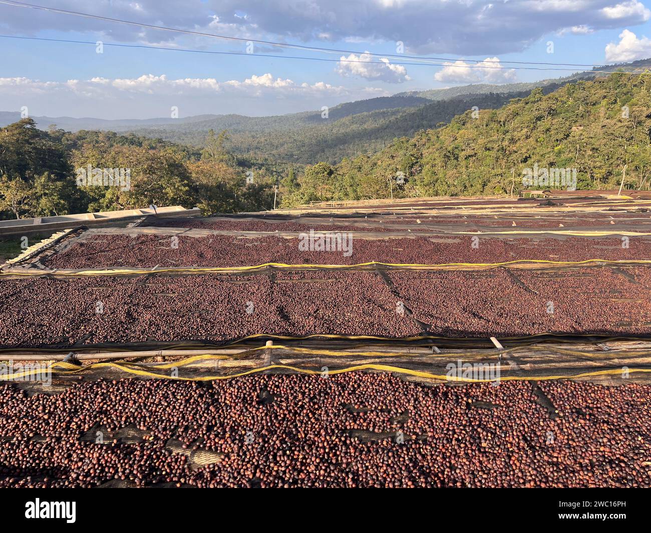 Ethiopian coffee cherries lying to dry in the sun in a drying station ...