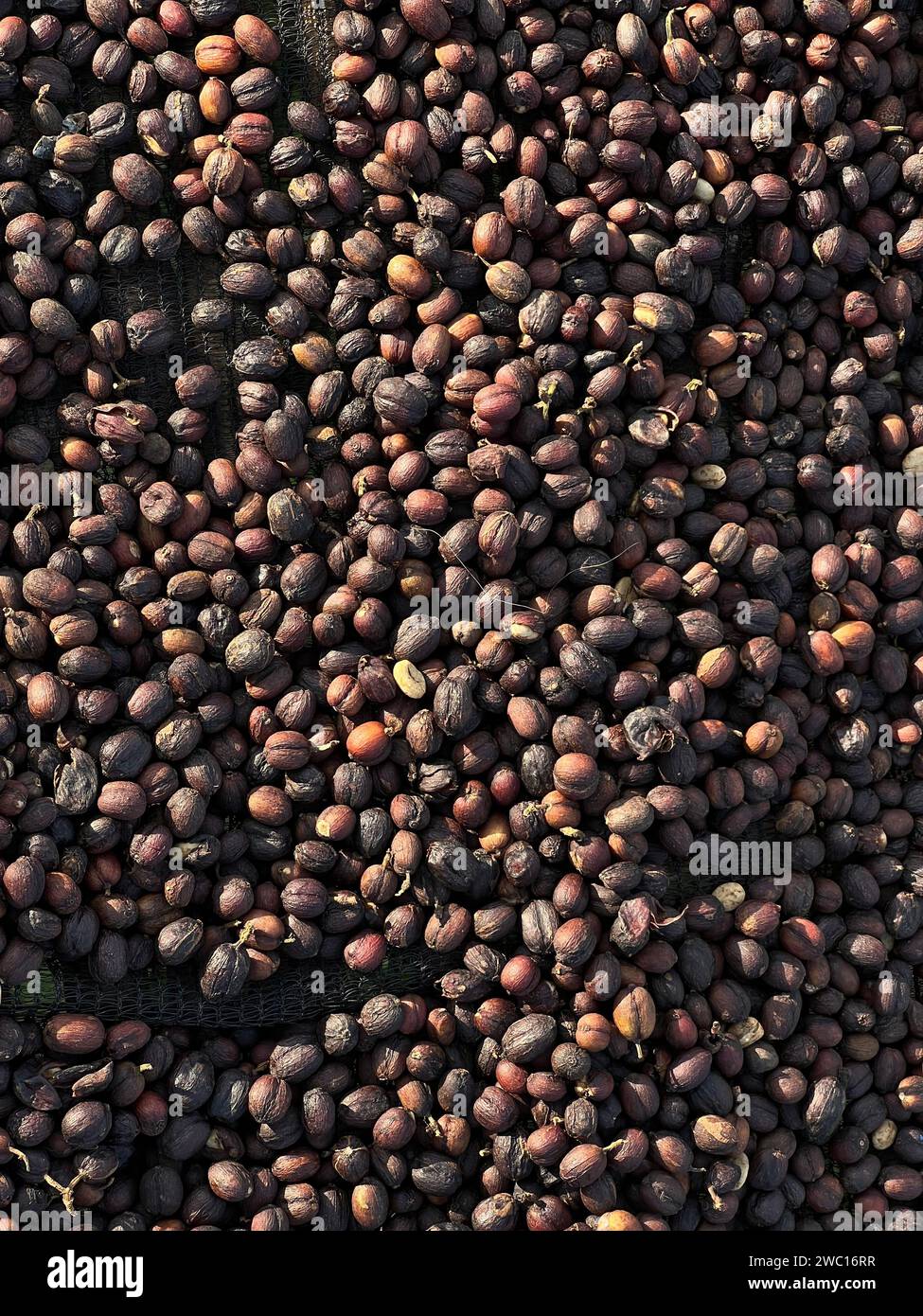 Ethiopian dried coffee before to peel off shell lying to dry in the sun ...