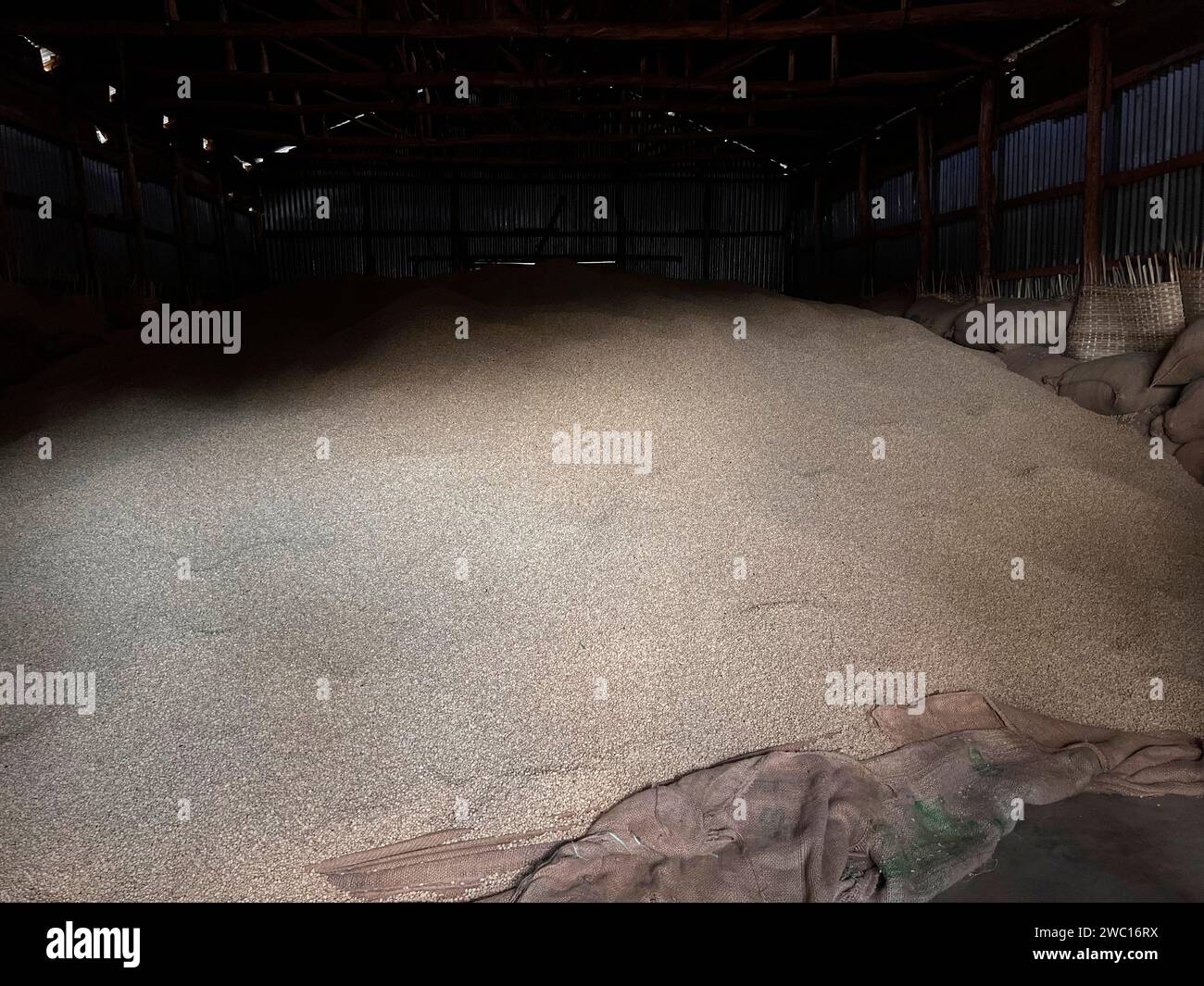 stock of green coffee beans stored in a warehouse in the Sidama region ...