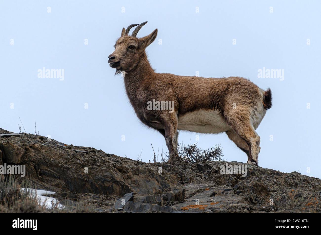 The Siberian ibex, also known using regionalized names including Altai ...