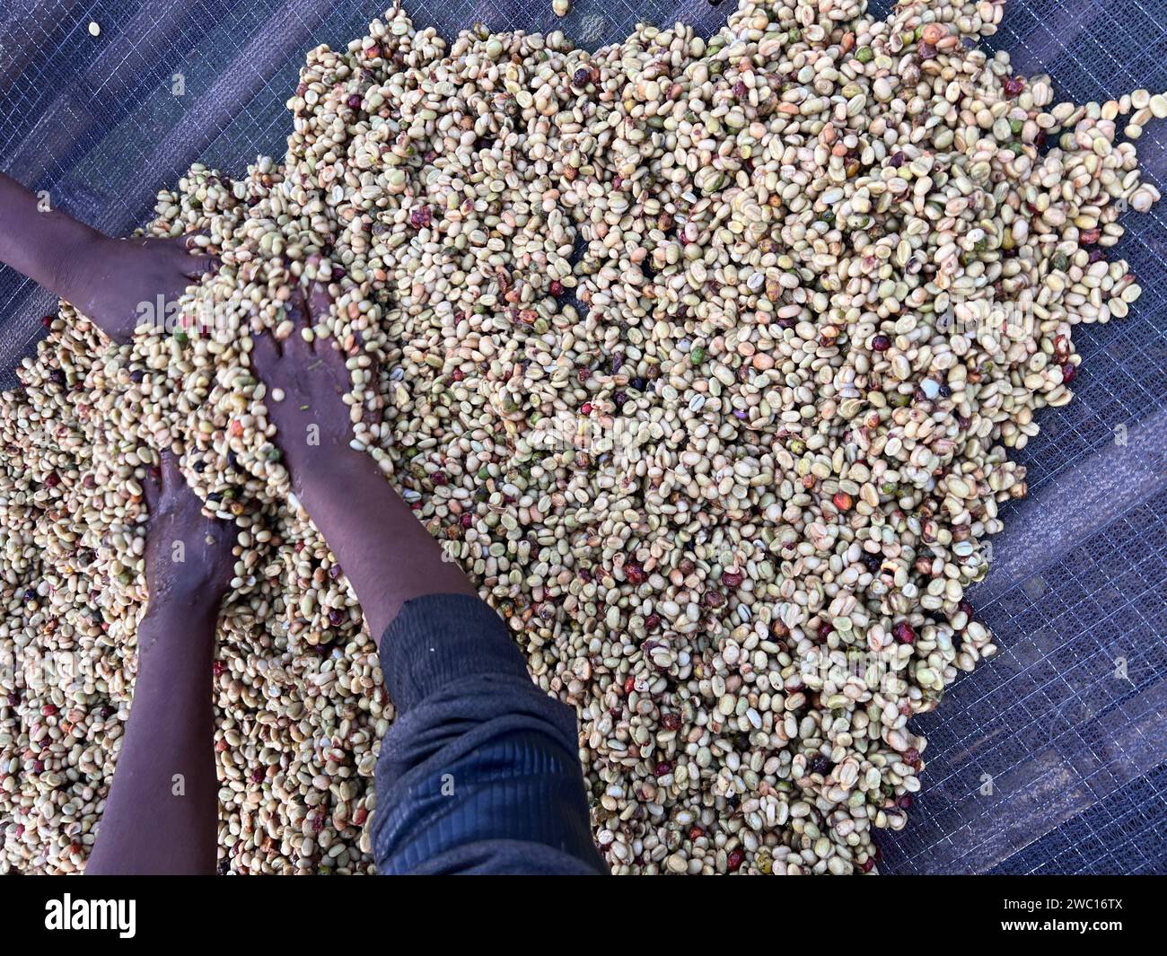 Women's hands mixing coffee cherries processed by the Honey process in ...