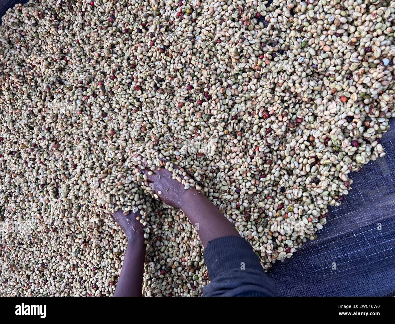 Women's hands mixing coffee cherries processed by the Honey process in ...