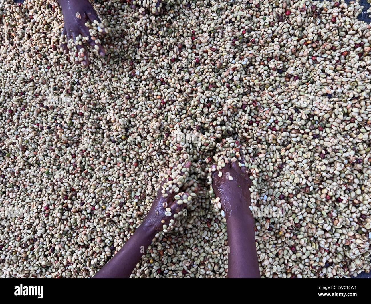 Women's hands mixing coffee cherries processed by the Honey process in ...