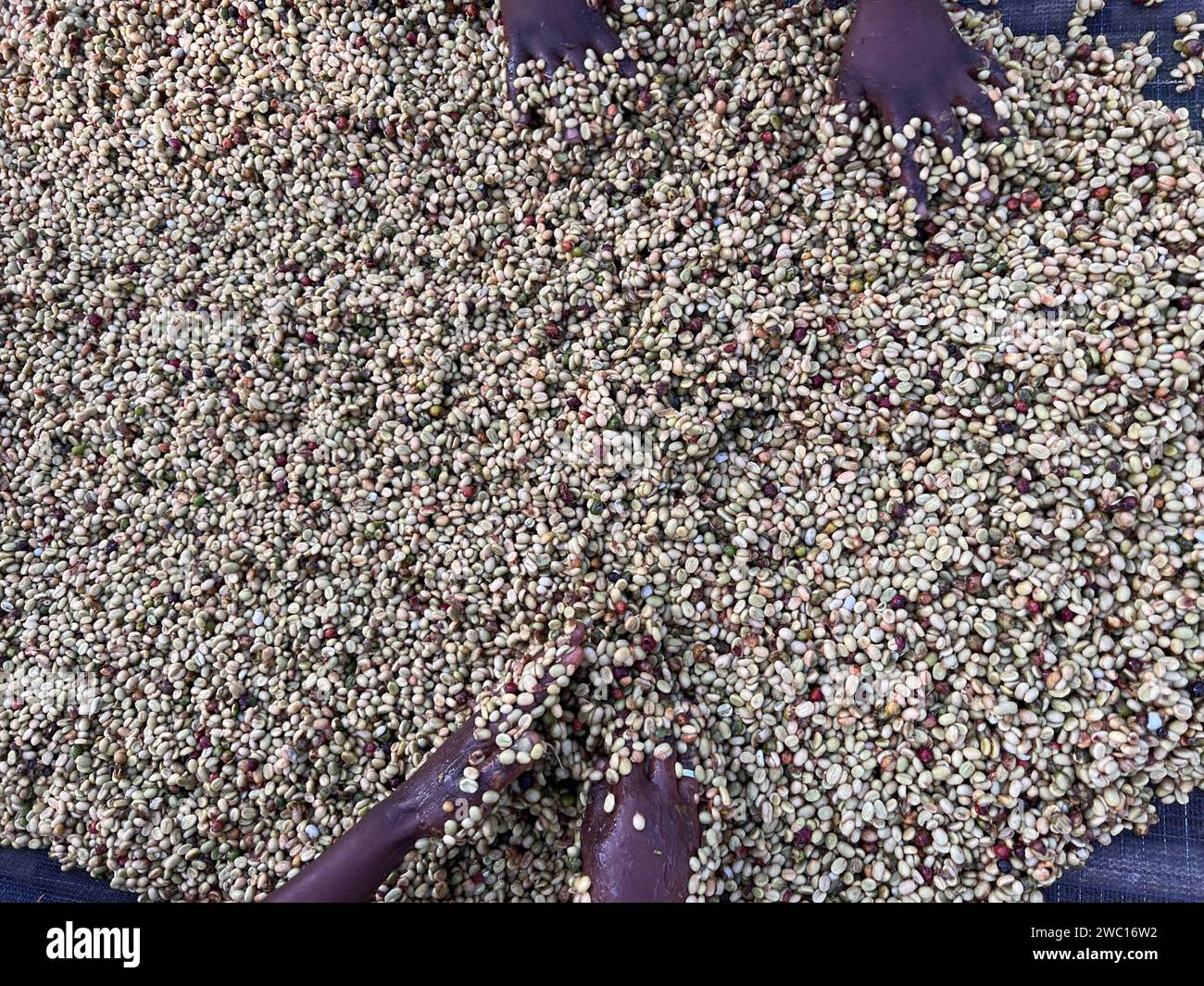 Women's hands mixing coffee cherries processed by the Honey process in ...