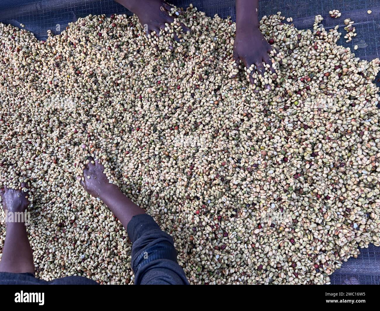 Women's hands mixing coffee cherries processed by the Honey process in ...