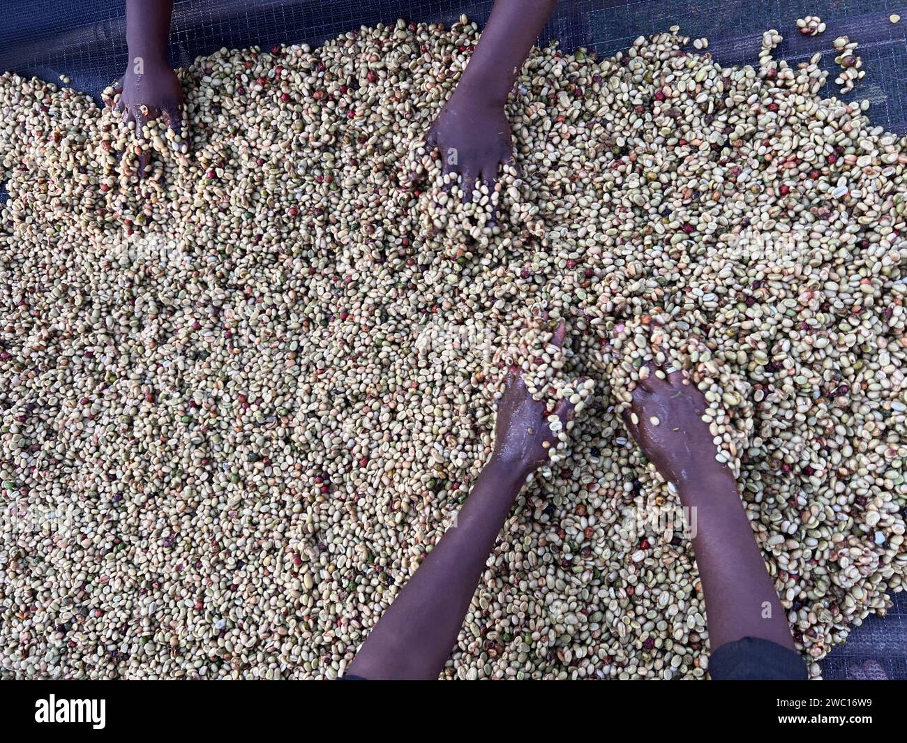 Women's hands mixing coffee cherries processed by the Honey process in ...