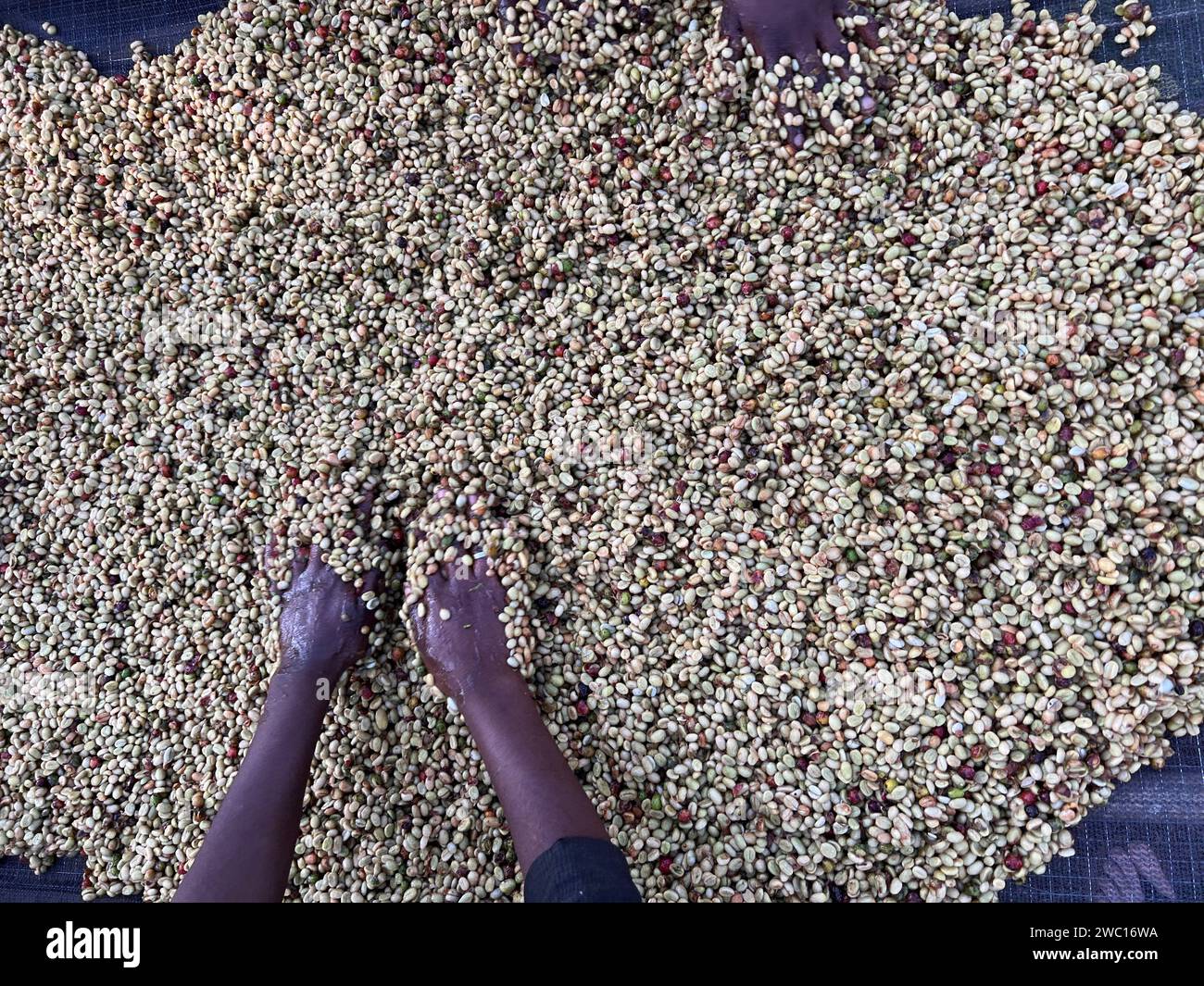 Women's hands mixing coffee cherries processed by the Honey process in ...