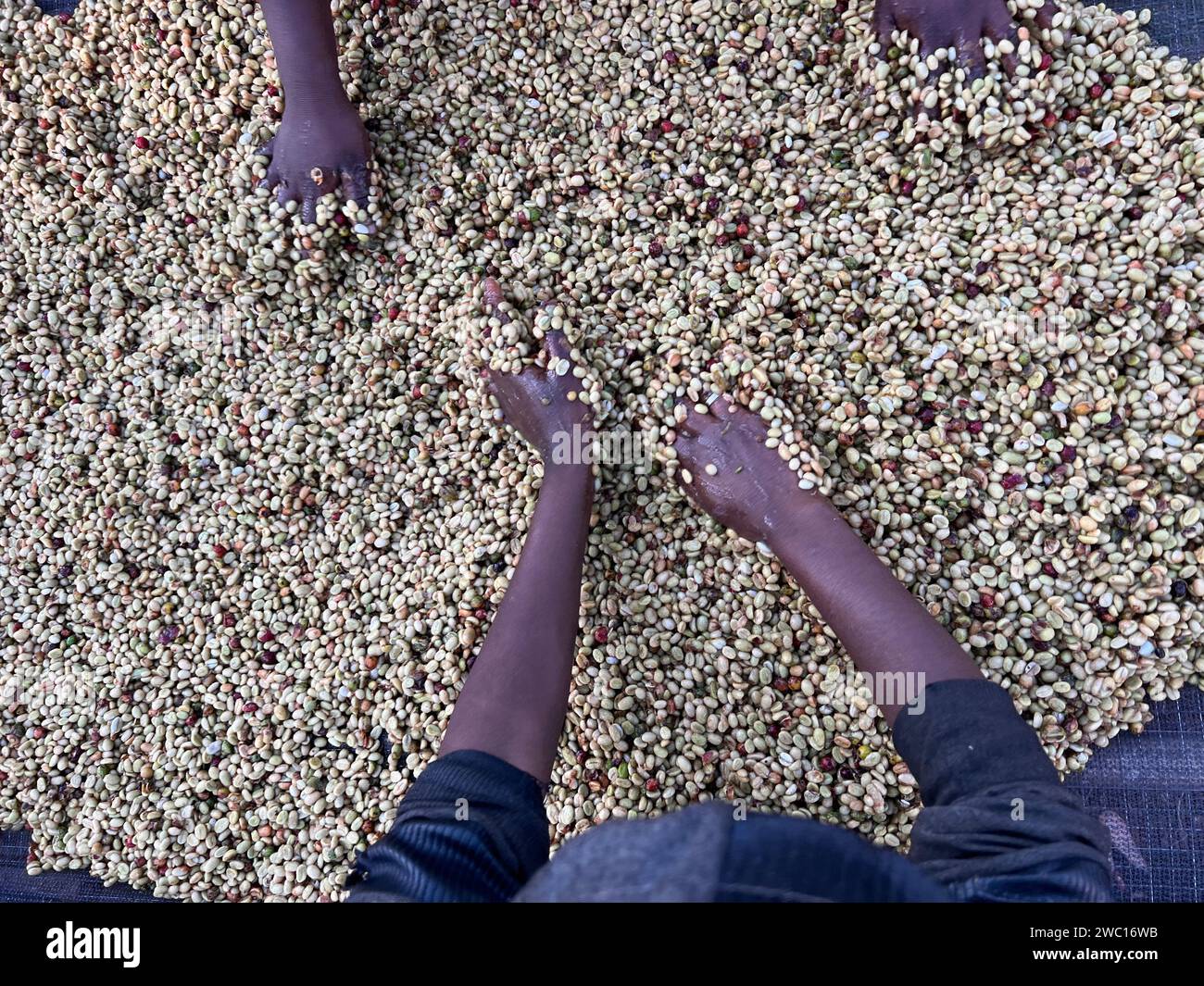 Women's hands mixing coffee cherries processed by the Honey process in ...