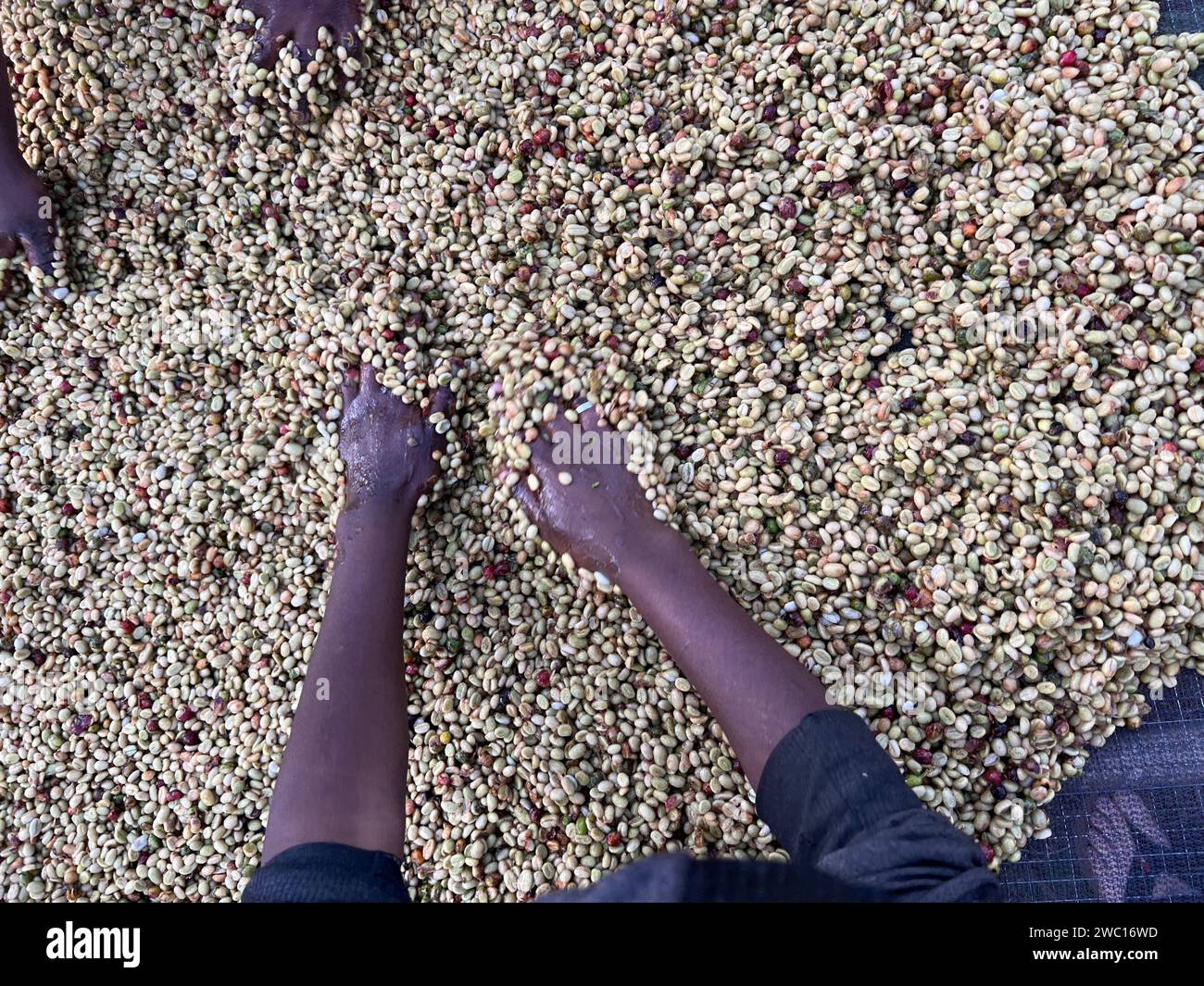 Women's hands mixing coffee cherries processed by the Honey process in ...