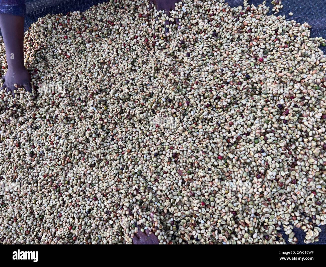 Women's hands mixing coffee cherries processed by the Honey process in ...
