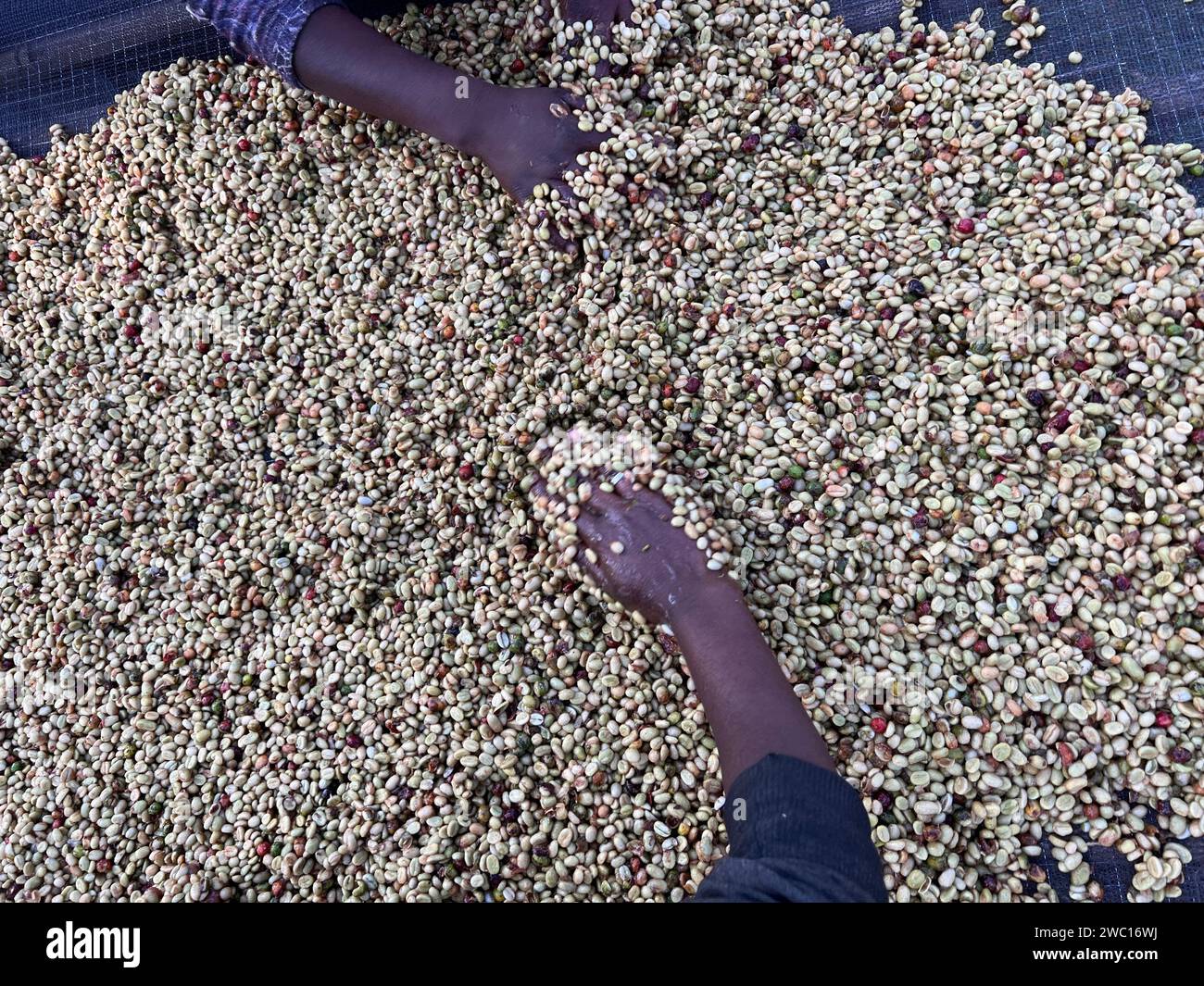 Women's hands mixing coffee cherries processed by the Honey process in ...
