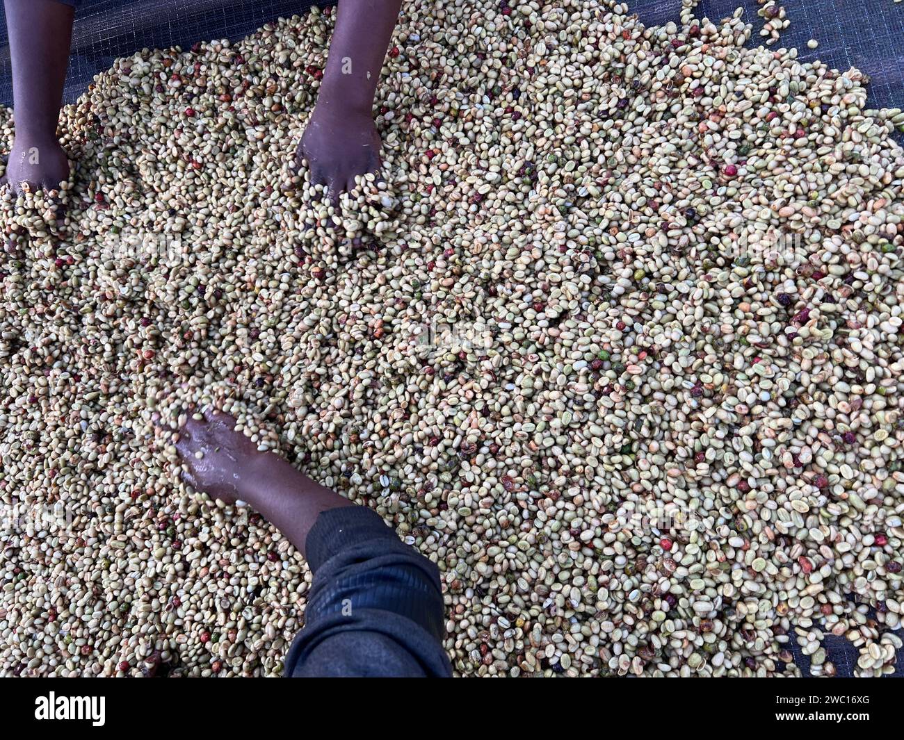 Women's hands mixing coffee cherries processed by the Honey process in ...
