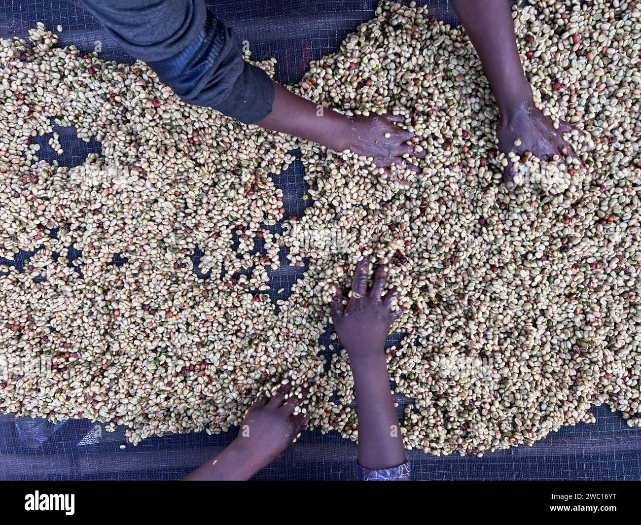 Women's hands mixing coffee cherries processed by the Honey process in ...