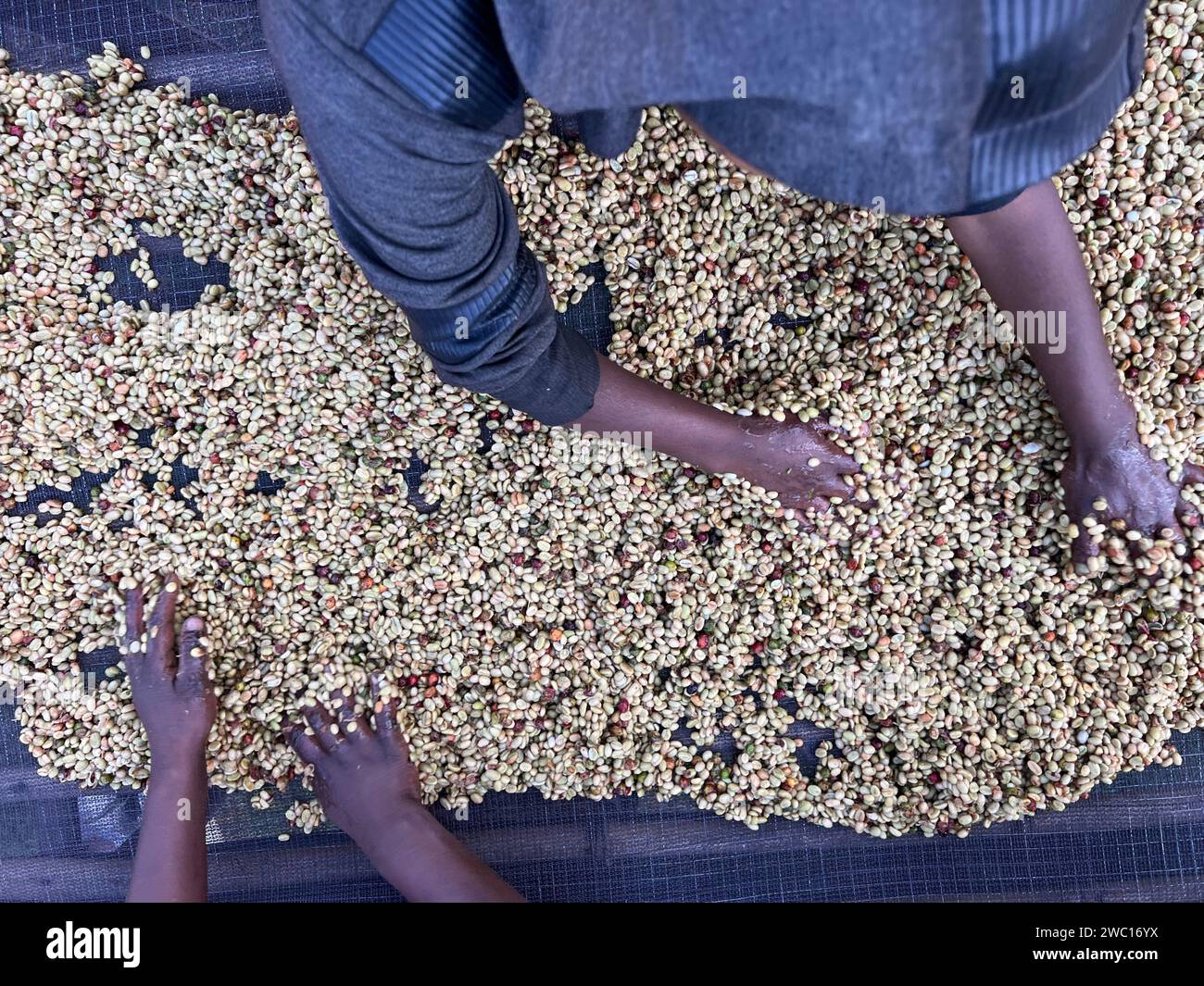Women's hands mixing coffee cherries processed by the Honey process in ...