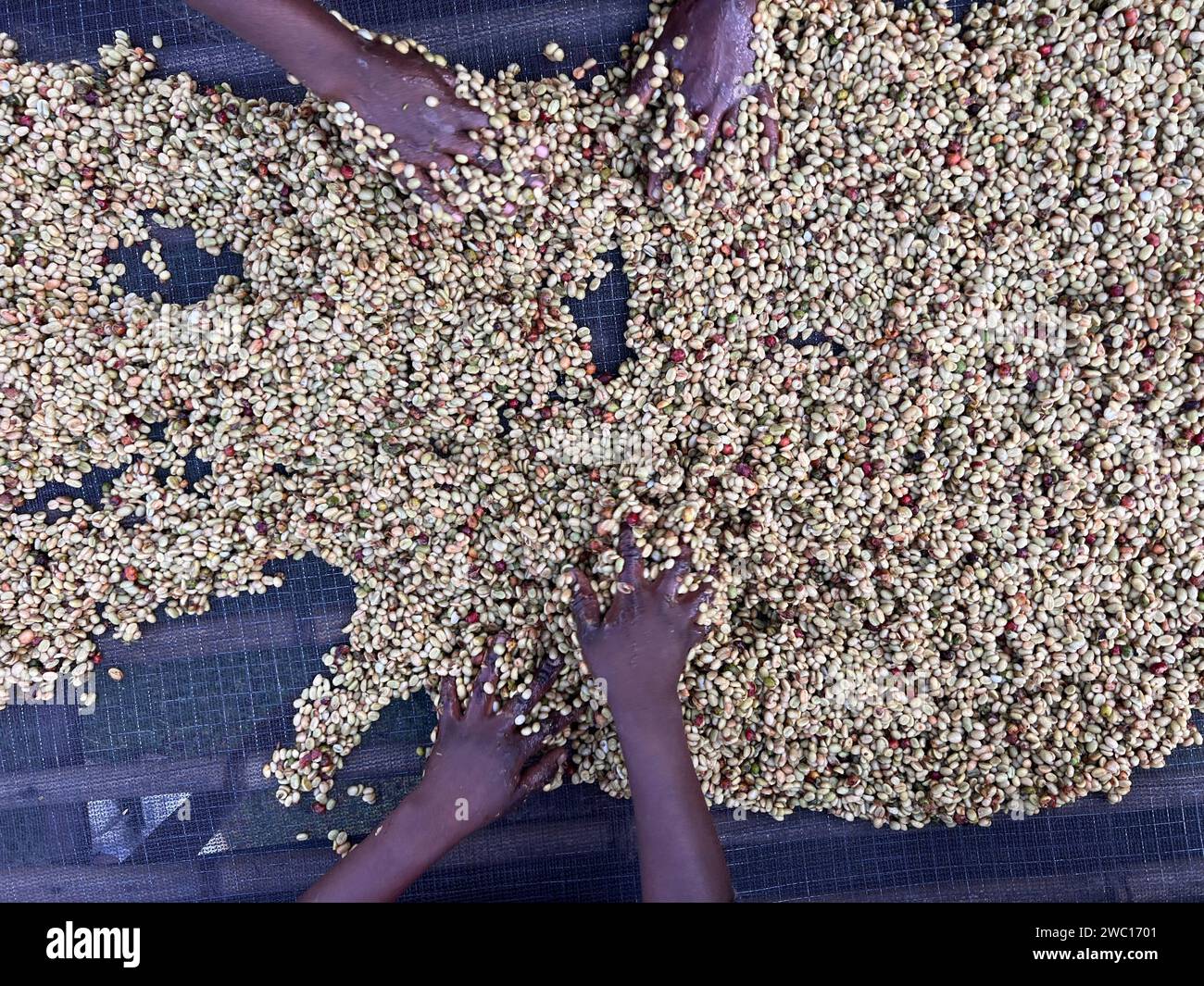 Women's hands mixing coffee cherries processed by the Honey process in ...