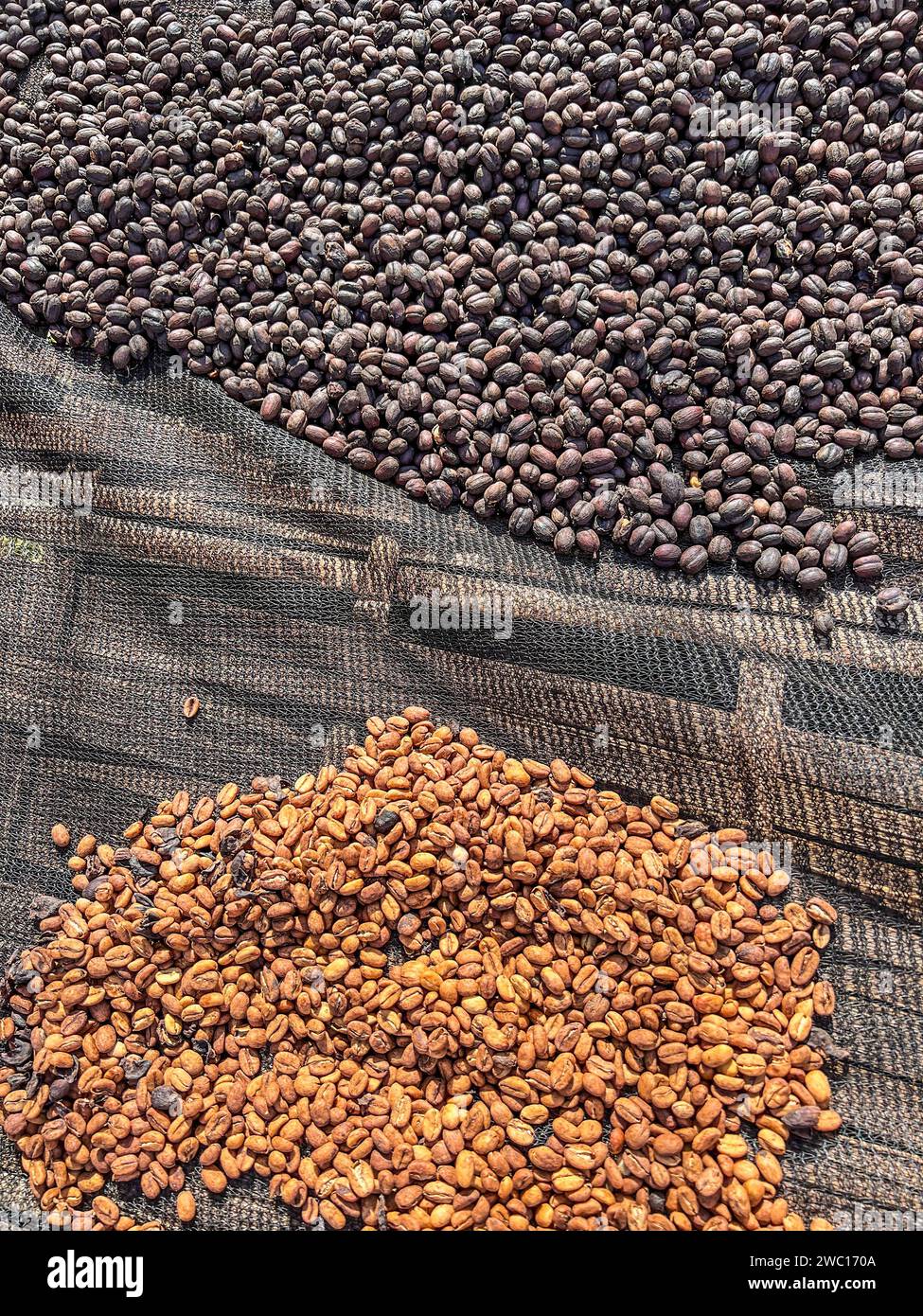 Ethiopian dried and peel off shell coffee bean lying to dry in the sun ...