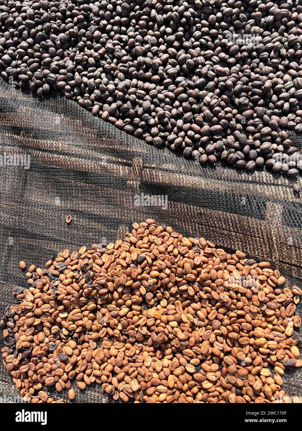 Ethiopian dried and peel off shell coffee bean lying to dry in the sun ...