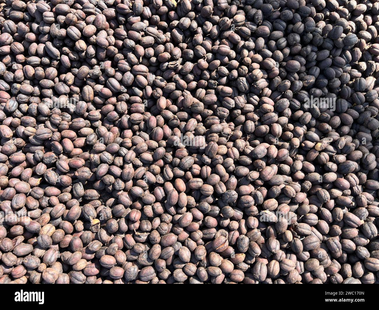 Ethiopian dried coffee before to peel off shell lying to dry in the sun ...