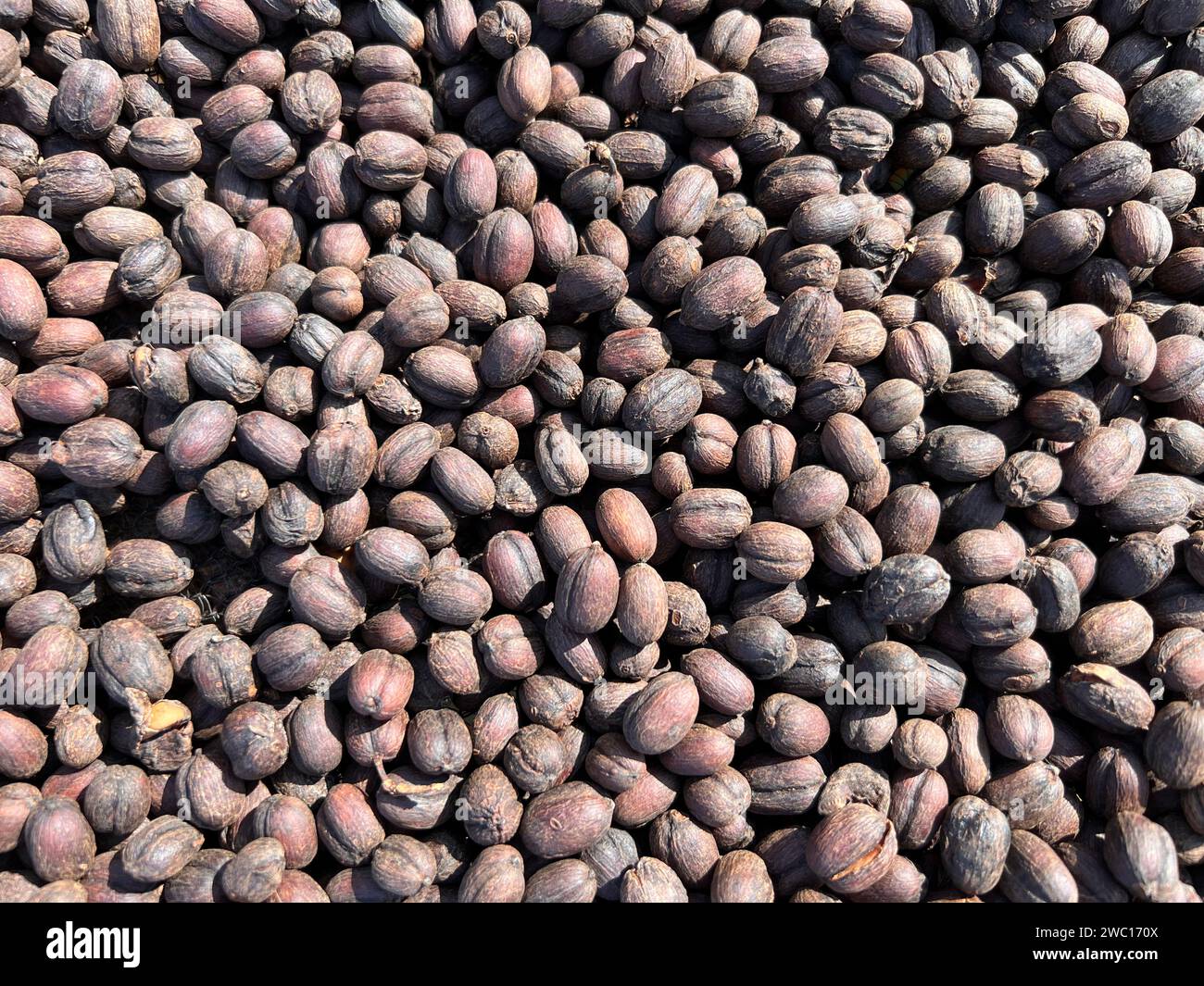 Ethiopian dried coffee before to peel off shell lying to dry in the sun ...