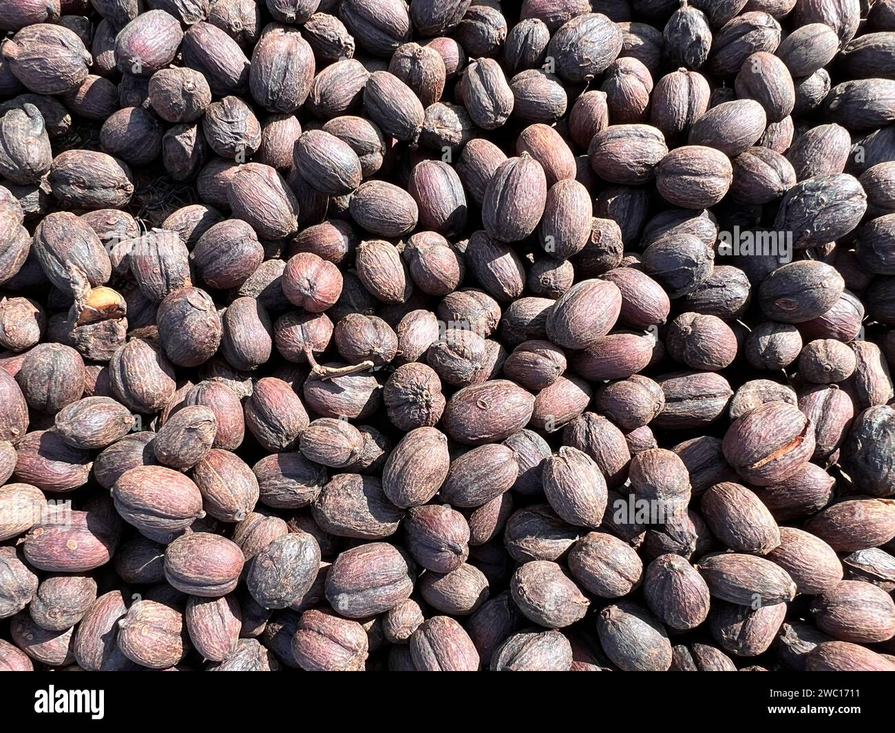 Ethiopian dried coffee before to peel off shell lying to dry in the sun ...