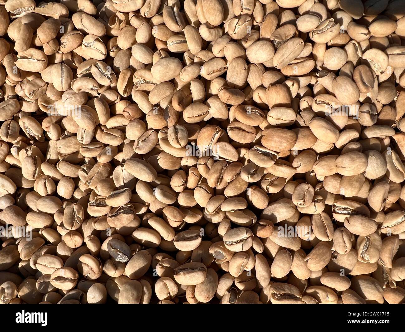 Ethiopian dried and peel off shell coffee bean lying to dry in the sun ...