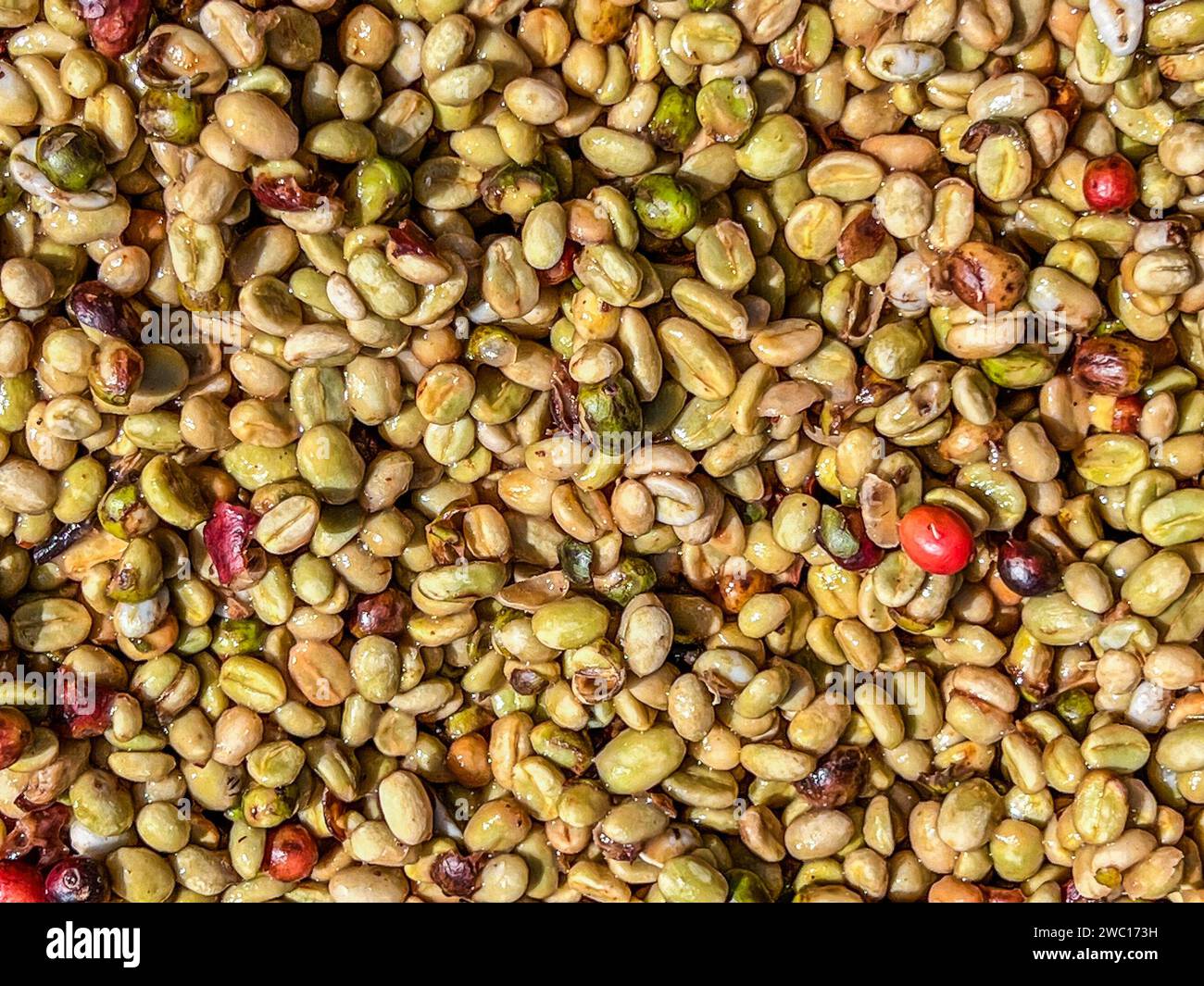 Fermentation in food processing africa hi-res stock photography and ...