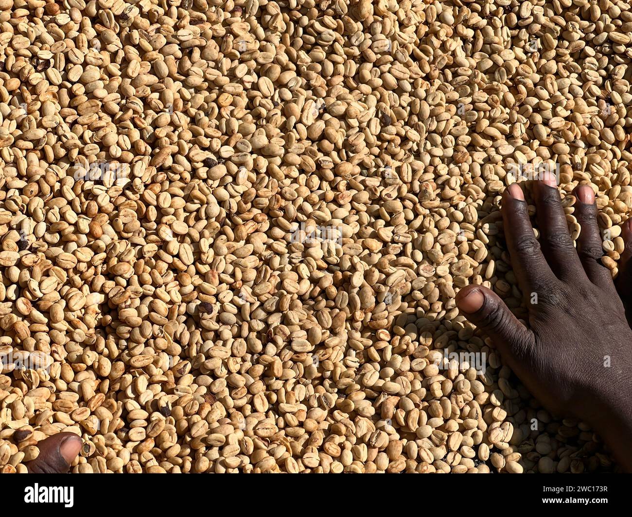 Women's hands mixing dry coffee beans in the sun-drying process, the ...