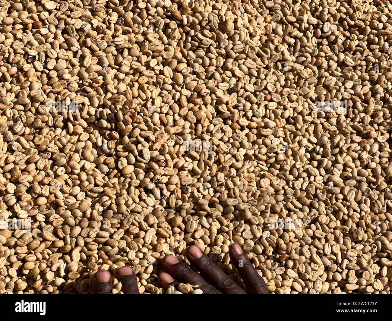 Women's hands mixing dry coffee beans in the sun-drying process, the ...