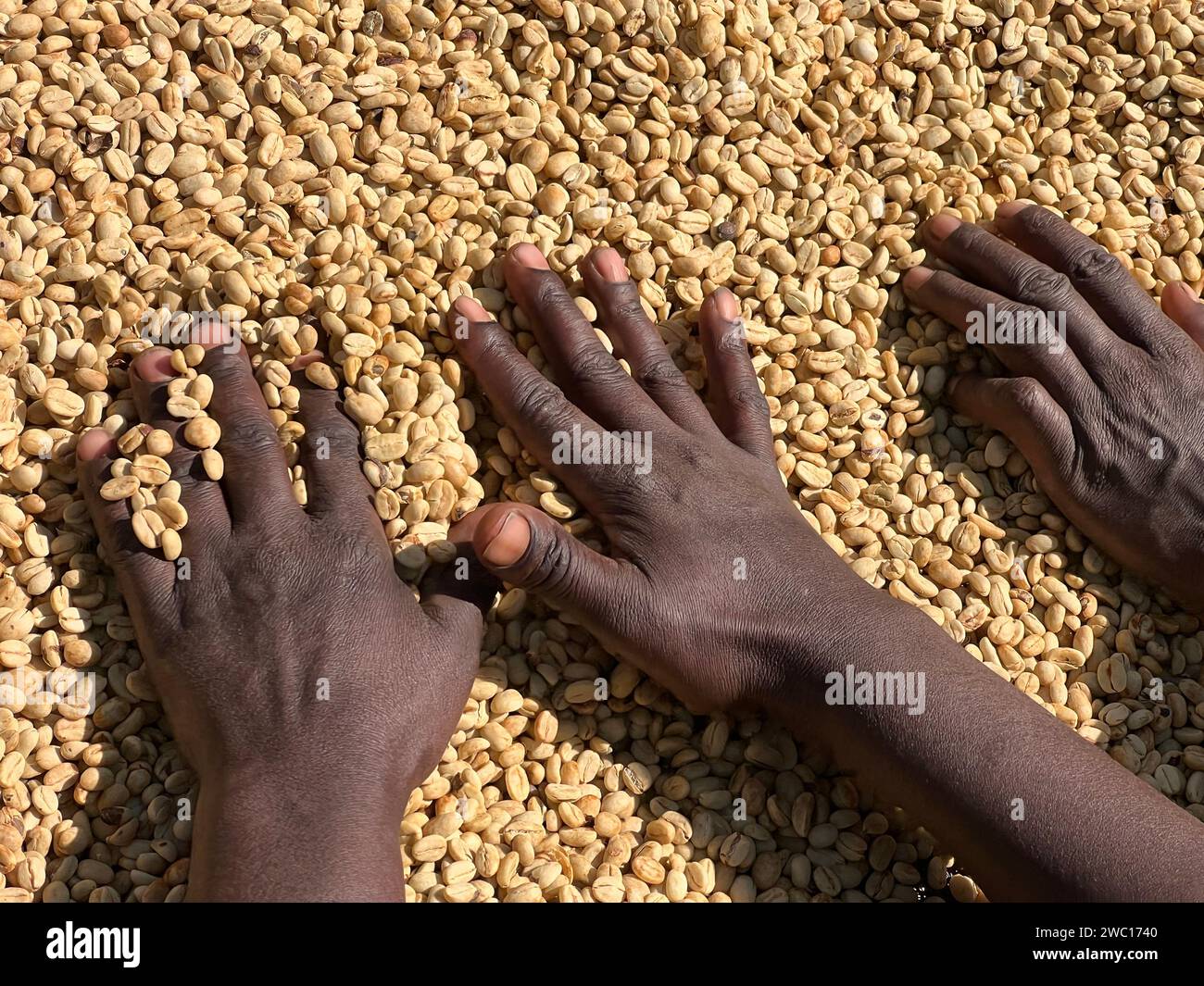 Women's hands mixing dry coffee beans in the sun-drying process, the ...