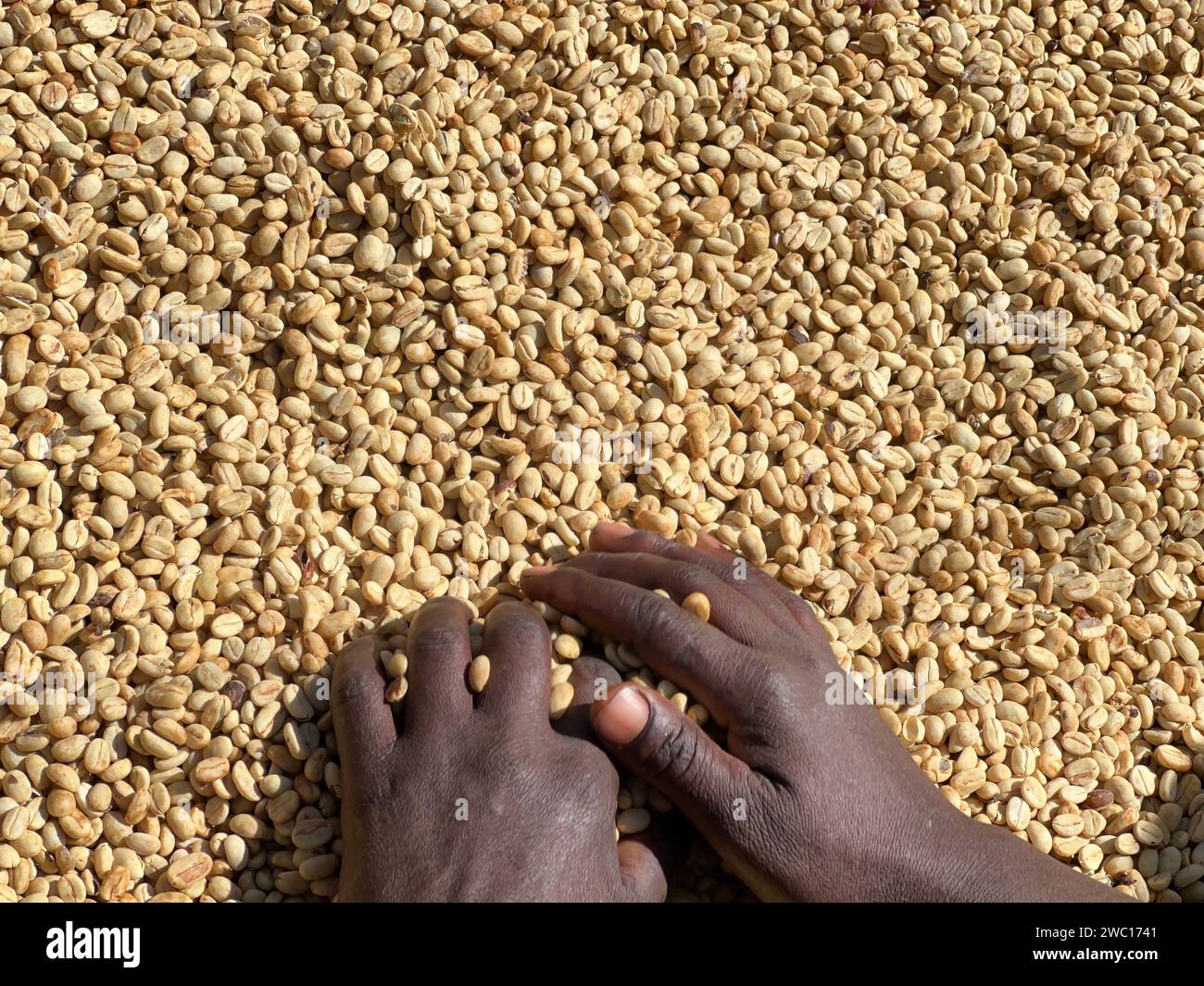 Women's hands mixing dry coffee beans in the sun-drying process, the ...