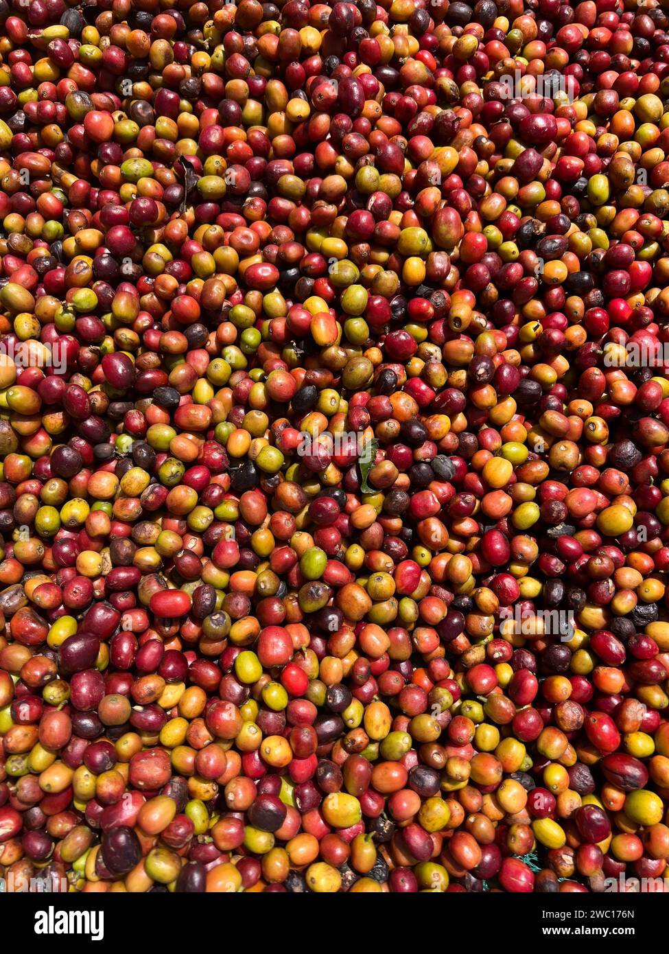 Ethiopian red and green coffee cherries lying to dry in the sun. This ...