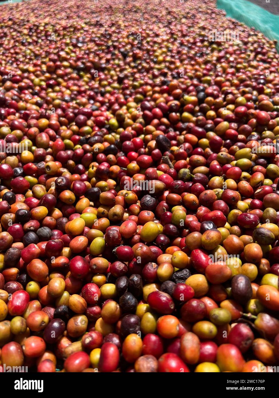 Ethiopian red and green coffee cherries lying to dry in the sun. This ...