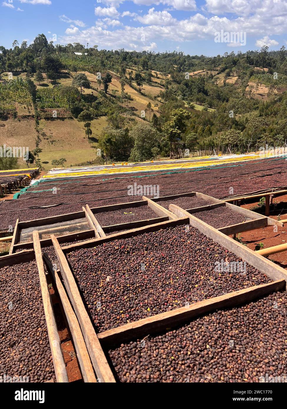 Ethiopian coffee cherries lying to dry in the sun in a drying station ...