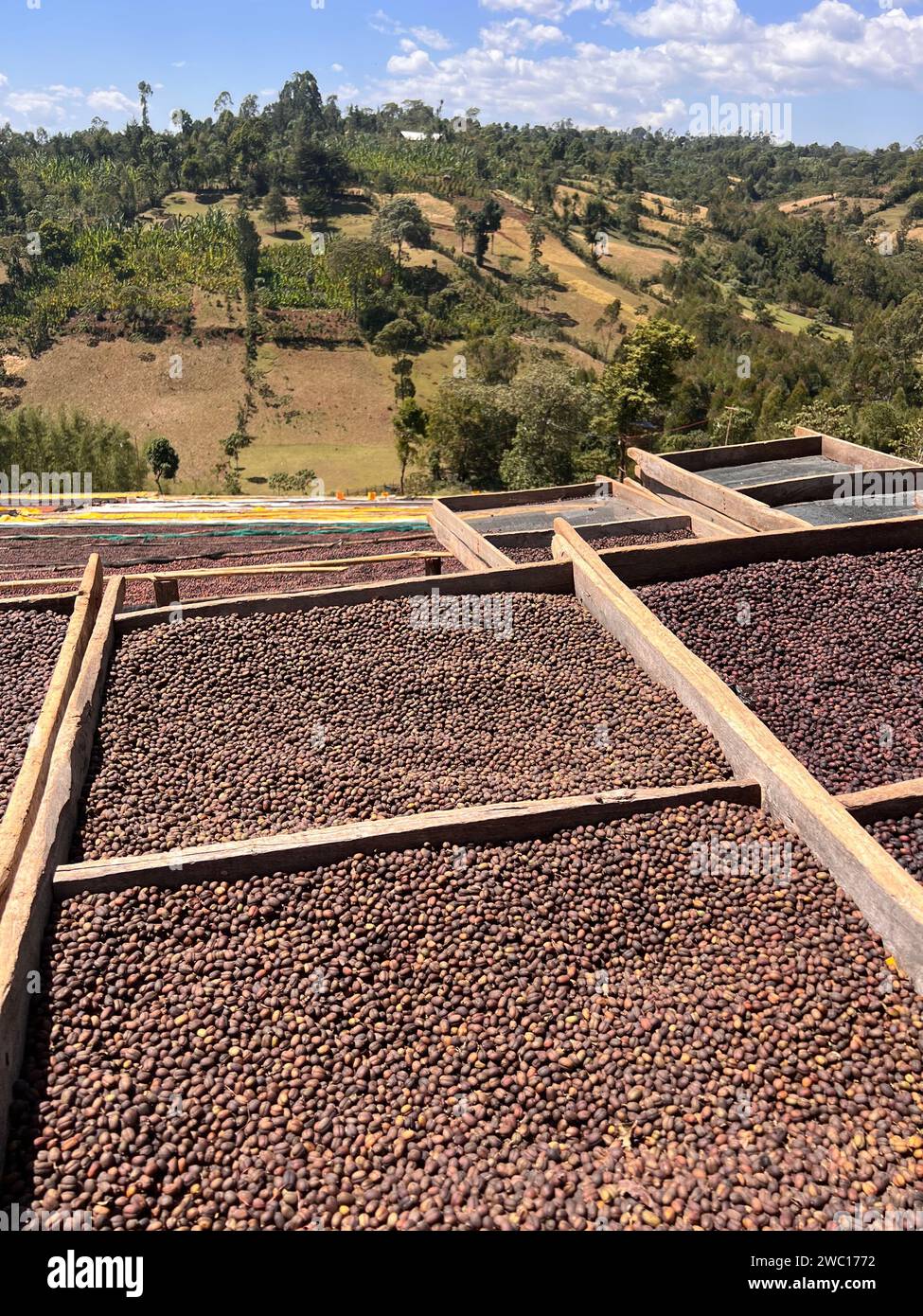 Ethiopian coffee cherries lying to dry in the sun in a drying station ...