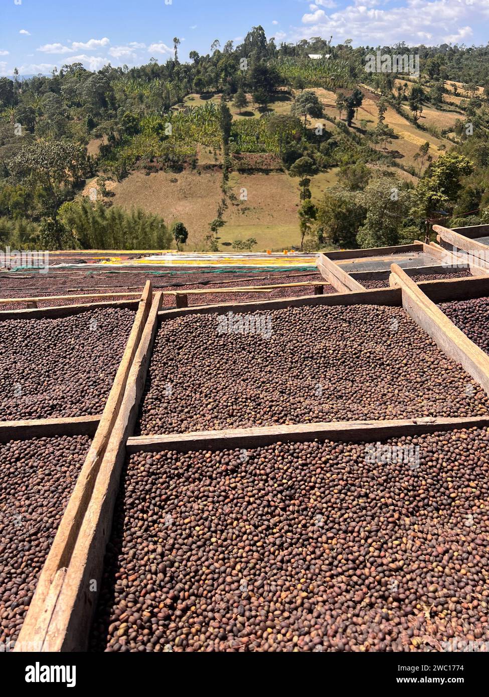 Ethiopian coffee cherries lying to dry in the sun in a drying station ...