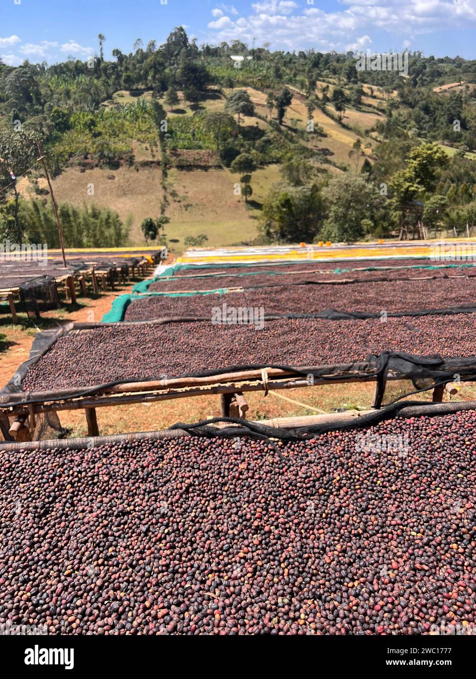 Ethiopian coffee cherries lying to dry in the sun in a drying station ...