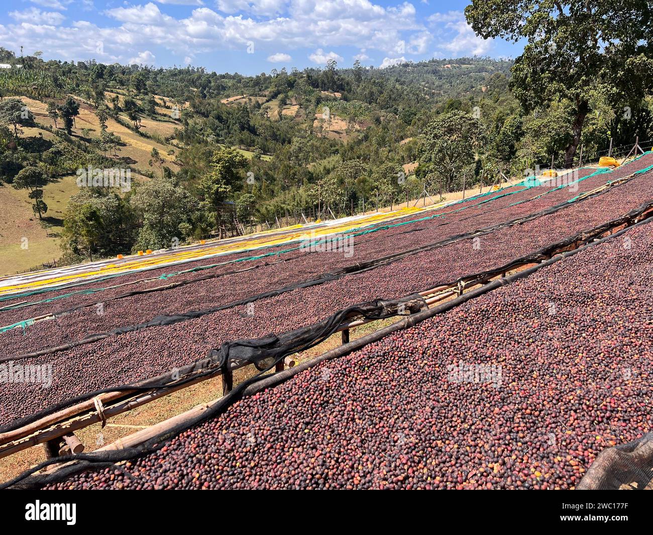Ethiopian coffee cherries lying to dry in the sun in a drying station ...
