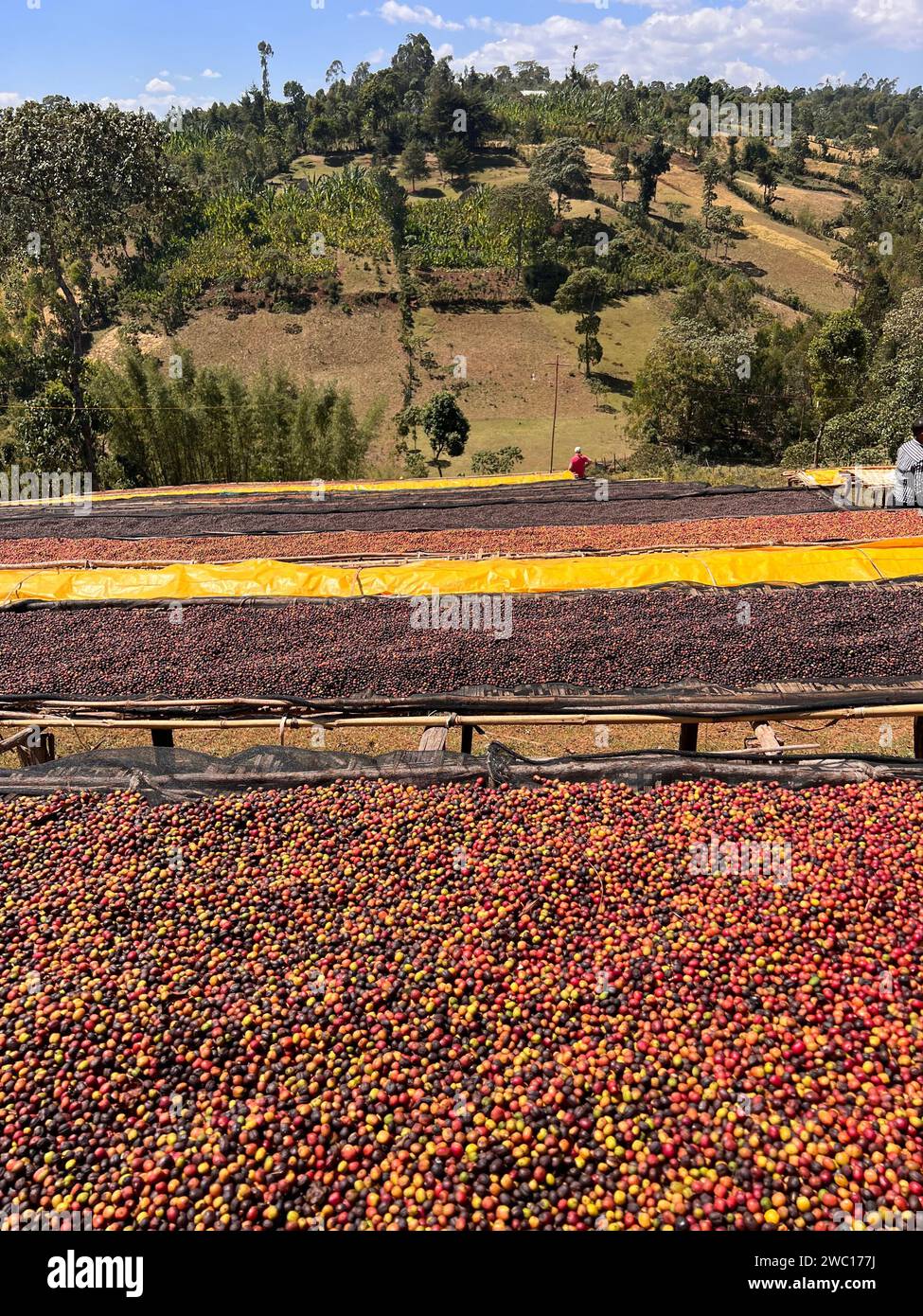 Ethiopian coffee cherries lying to dry in the sun in a drying station ...