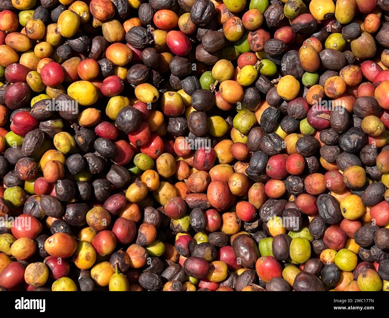 Ethiopian red and green coffee cherries lying to dry in the sun. This ...