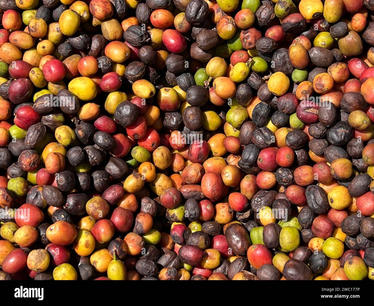 Ethiopian red and green coffee cherries lying to dry in the sun. This ...